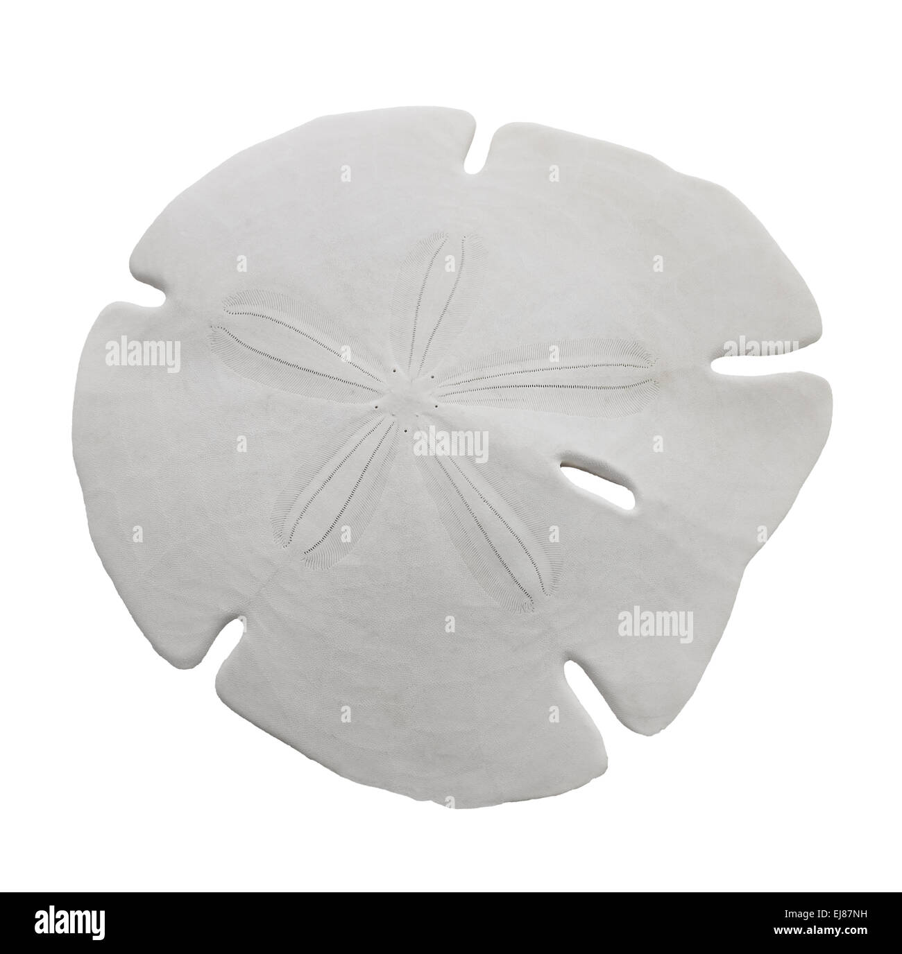 Sand Dollar Sea Shell Stock Photo - Alamy