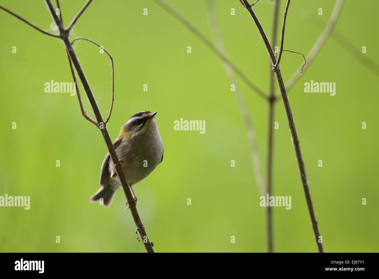 Listado listado hi-res stock photography and images - Alamy