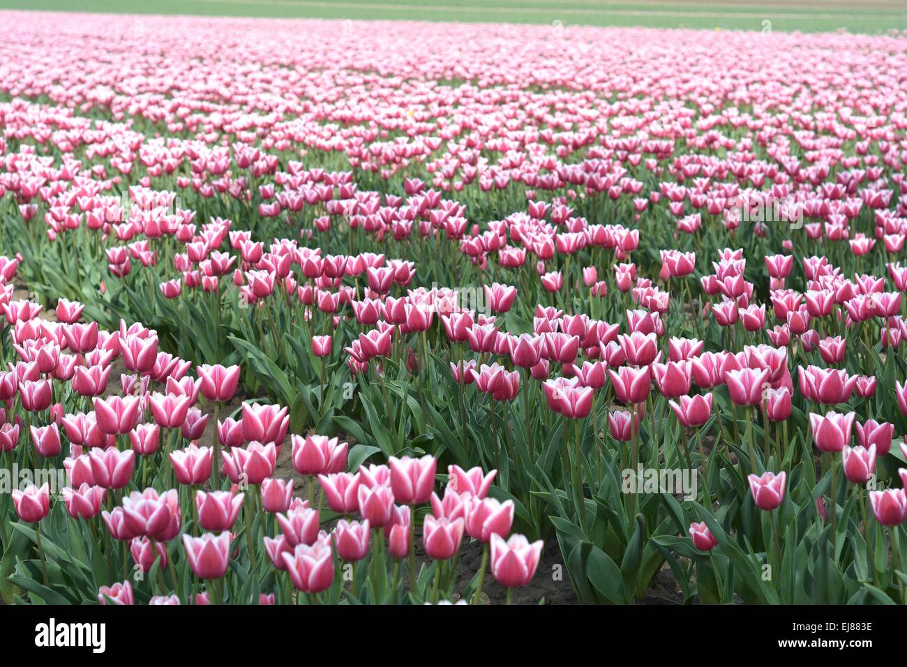 Commercial tulip plant hi-res stock photography and images - Alamy