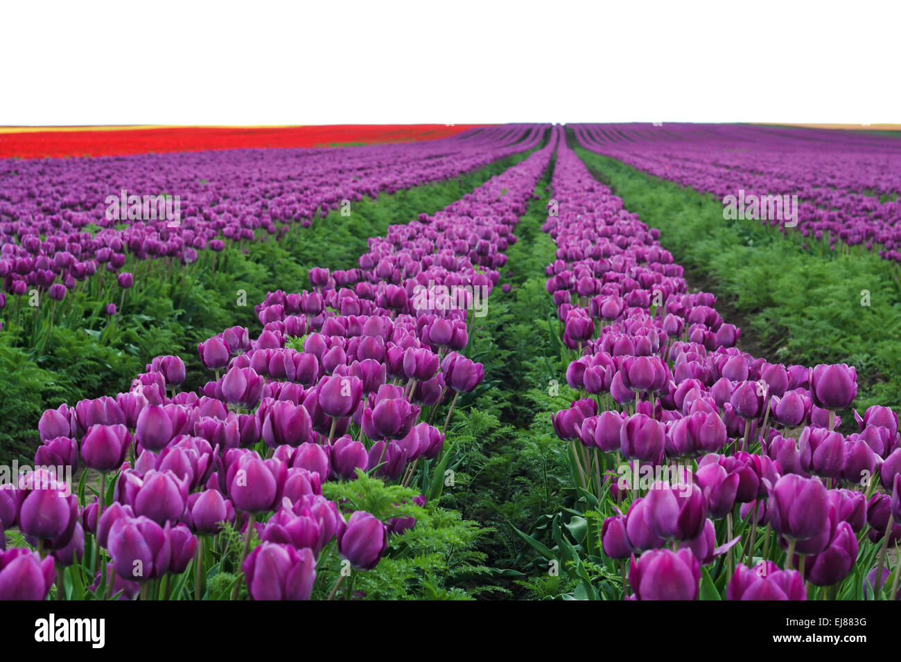 Bree park hi-res stock photography and images - Alamy