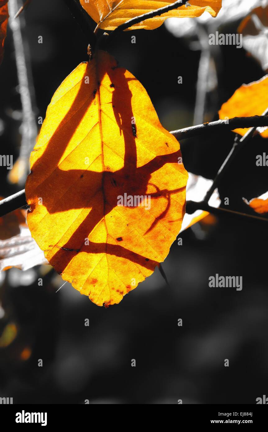 Autumn leaf with sunlight and shadows Stock Photo - Alamy