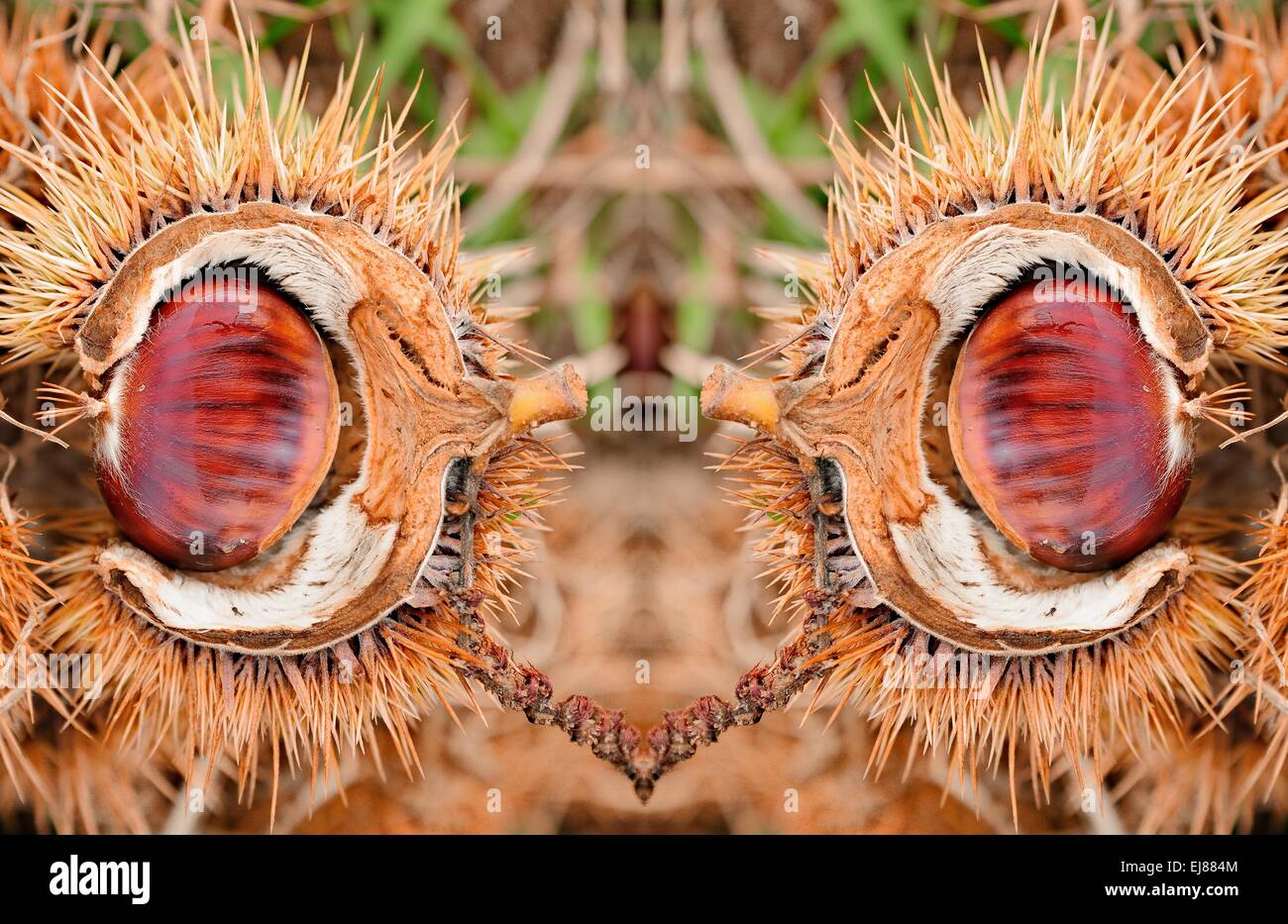 in the middle split chestnut husks Stock Photo - Alamy