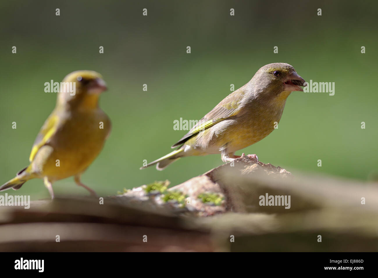 Green finch like bird hi-res stock photography and images - Alamy