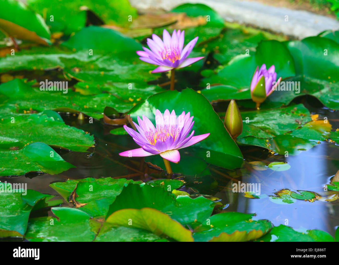 Pink Water Lily Stock Photo - Alamy