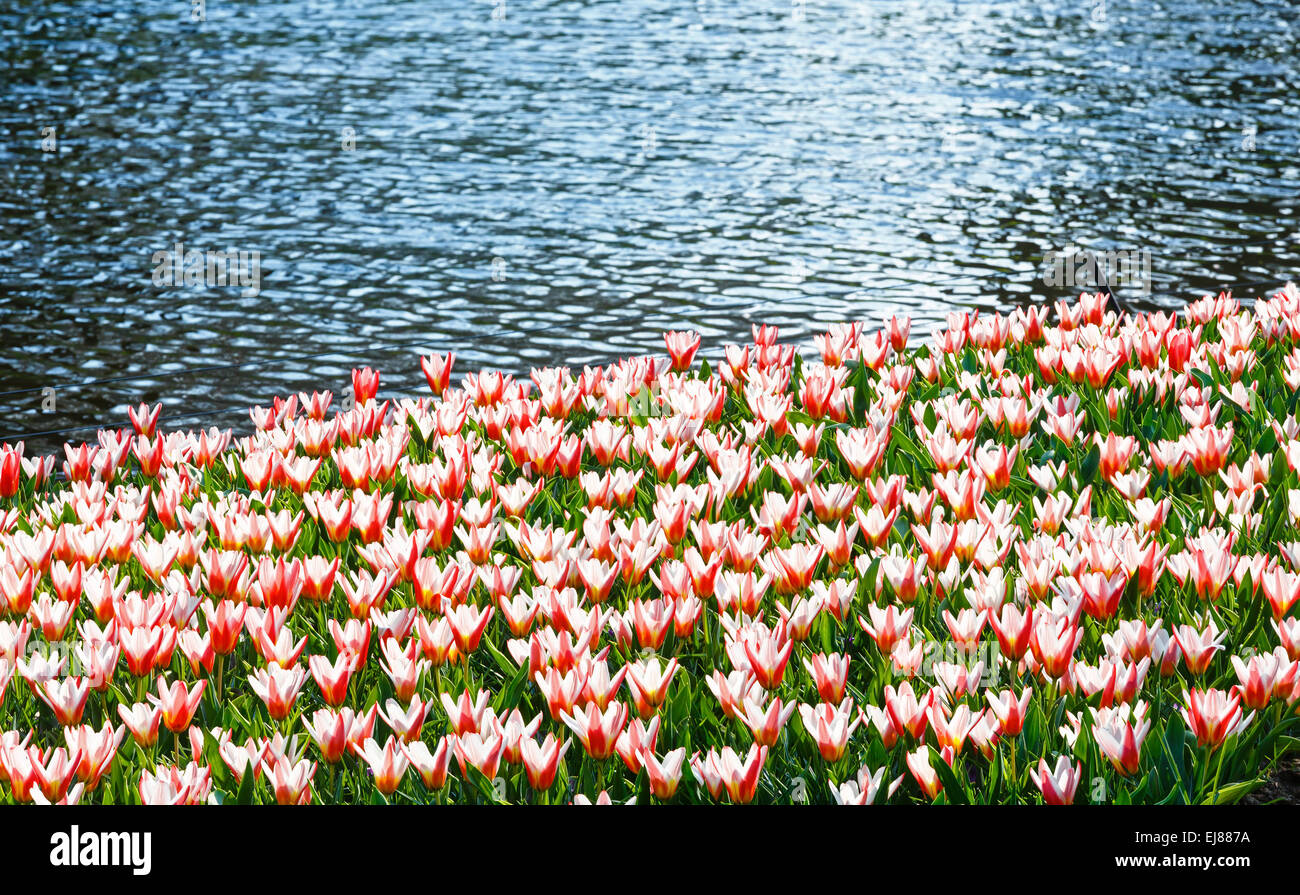 Keukenhof tulips pond hi-res stock photography and images - Alamy