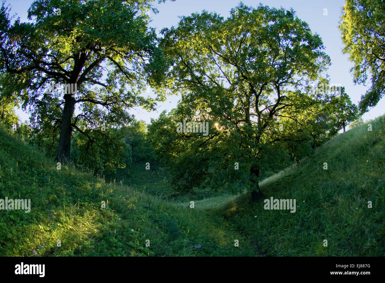 landscape with forest Stock Photo - Alamy