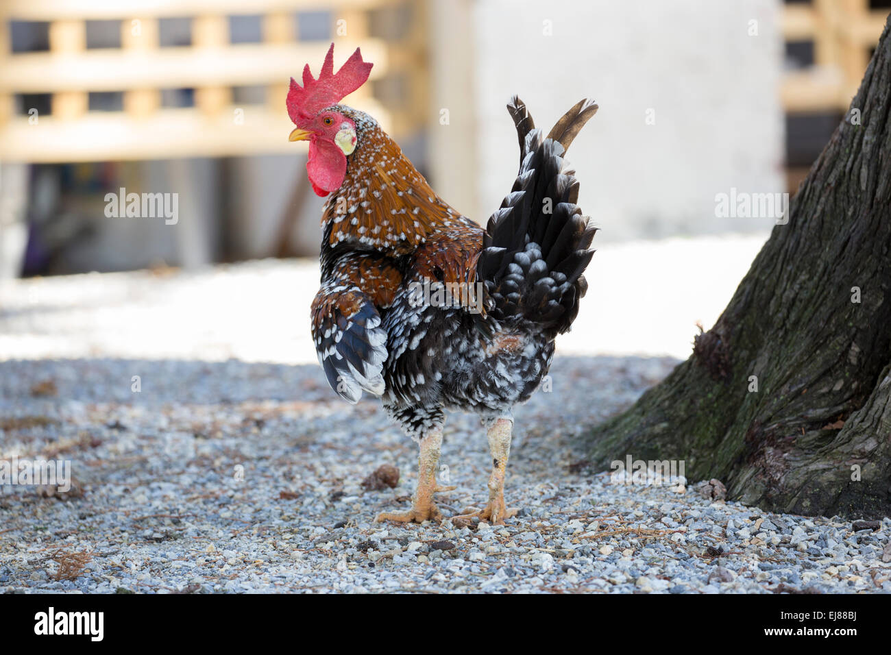Rooster comb hi-res stock photography and images - Alamy