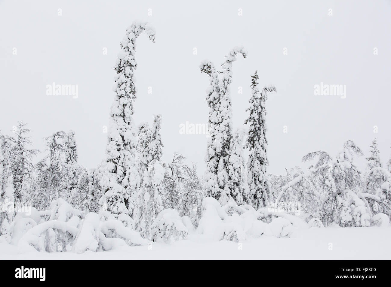 Finnish fairytale forest, Kittila, Finland Stock Photo - Alamy