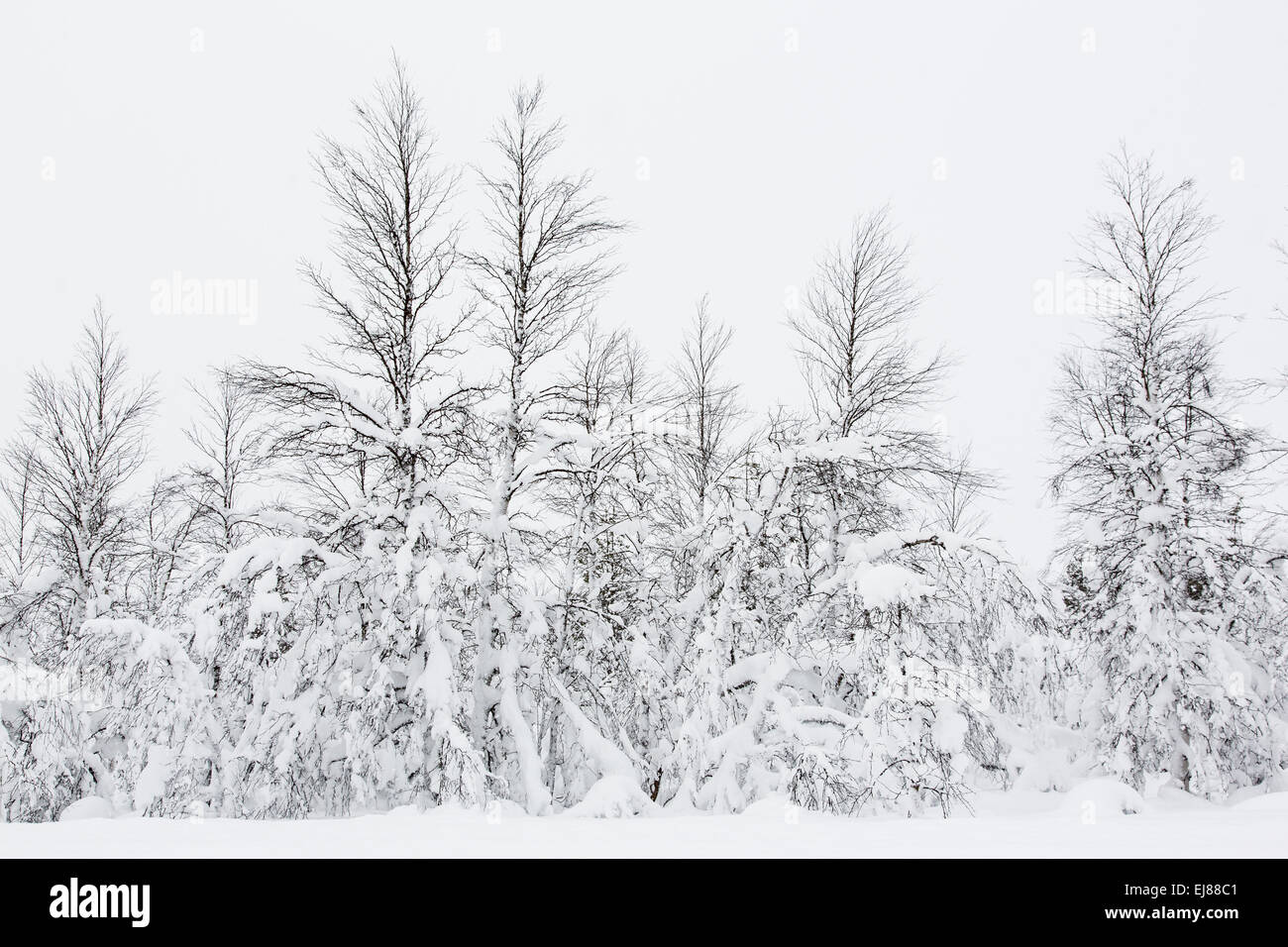 Finnish fairytale forest, Kittila, Finland Stock Photo - Alamy