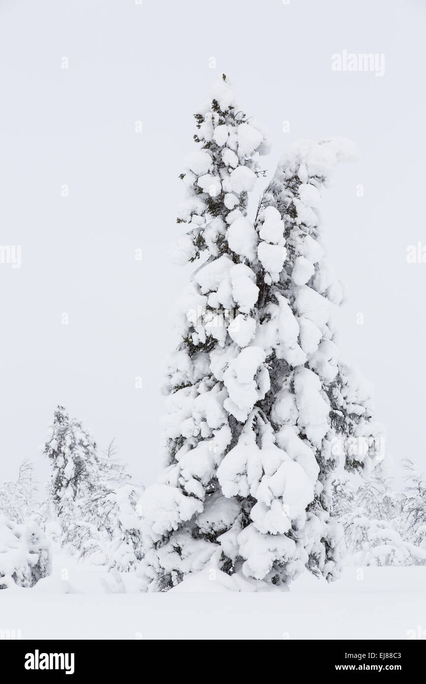 Finnish fairytale forest, Kittila, Finland Stock Photo - Alamy