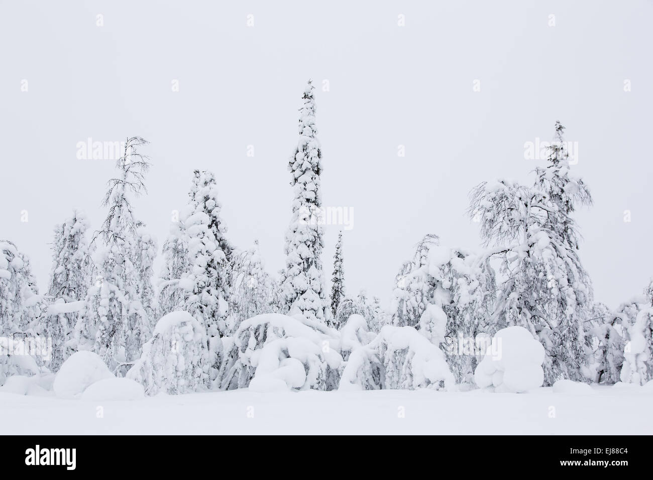 Finnish fairytale forest, Kittila, Finland Stock Photo - Alamy