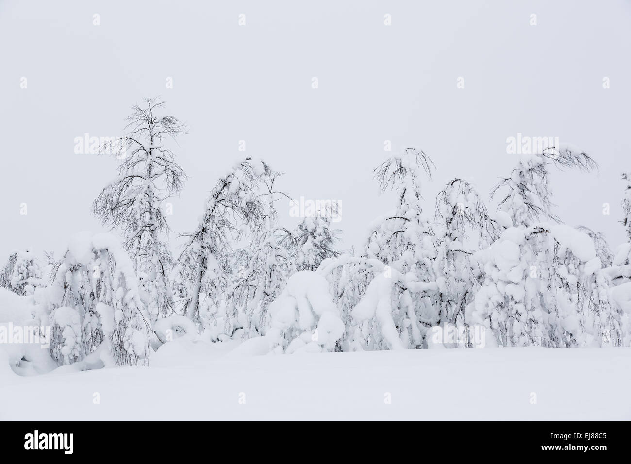 Finnish fairytale forest, Kittila, Finland Stock Photo - Alamy