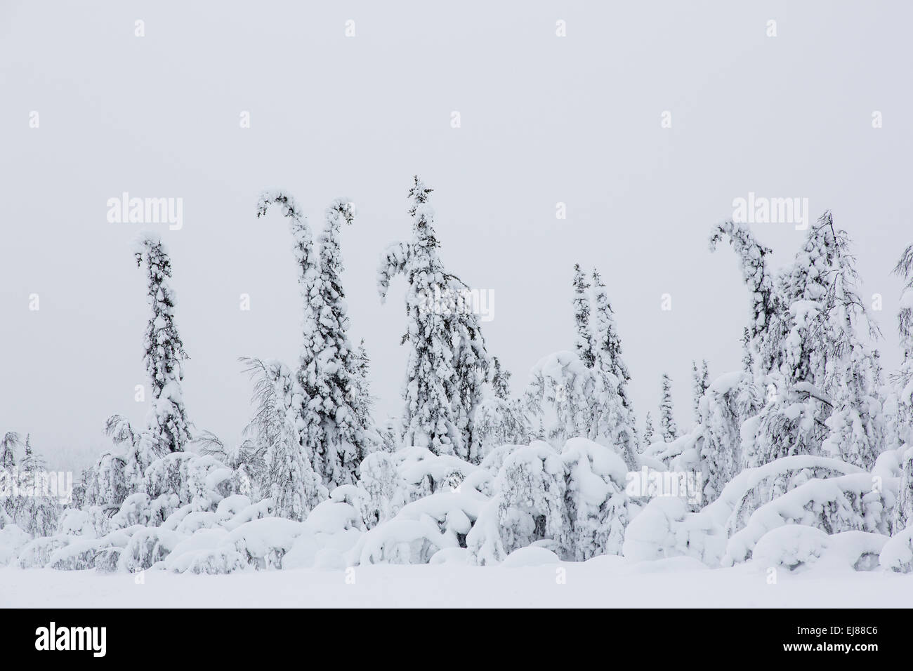 Finnish fairytale forest, Kittila, Finland Stock Photo - Alamy