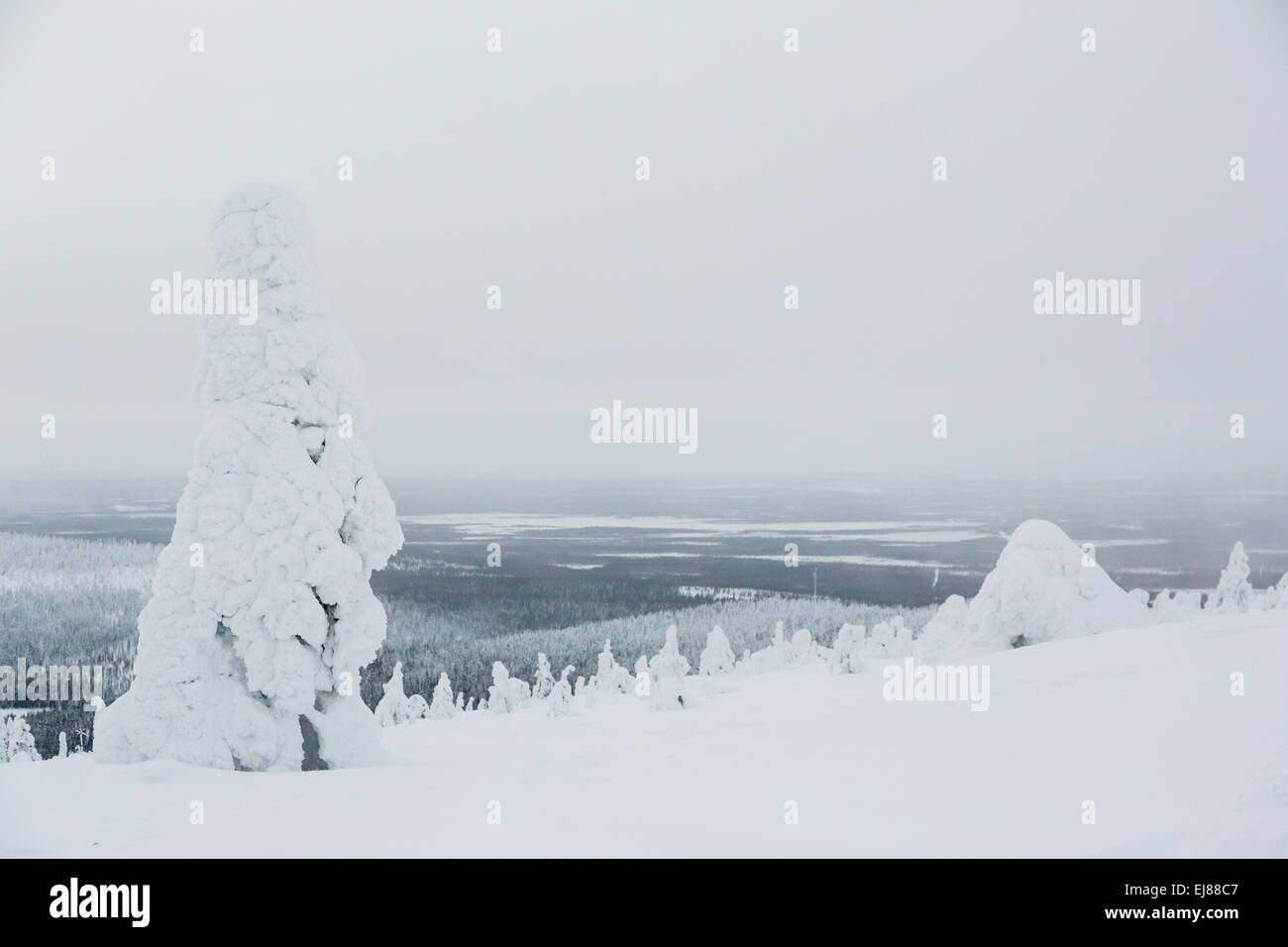 Finnish fairytale forest, Kittila, Finland Stock Photo - Alamy