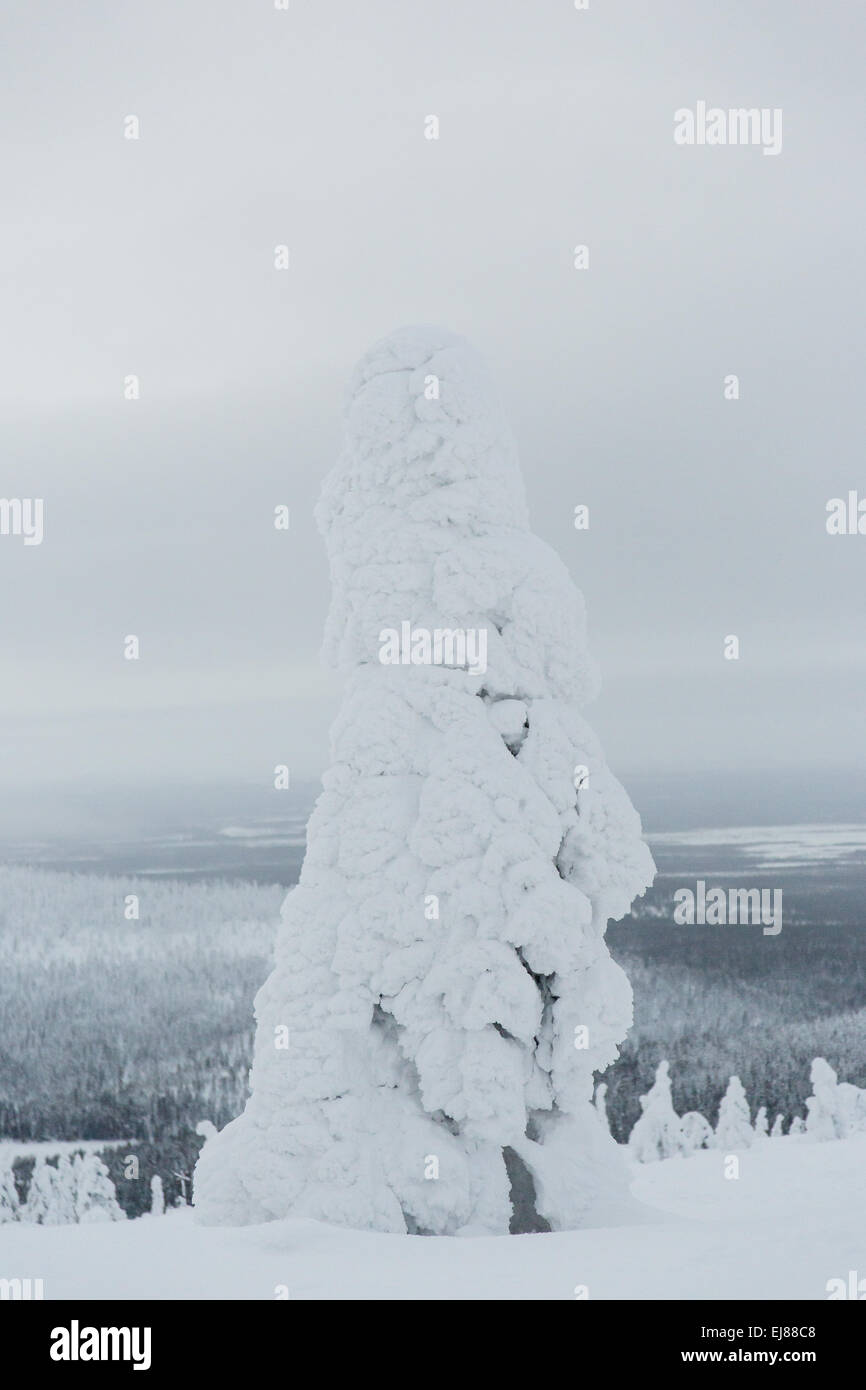 Finnish fairytale forest, Kittila, Finland Stock Photo - Alamy