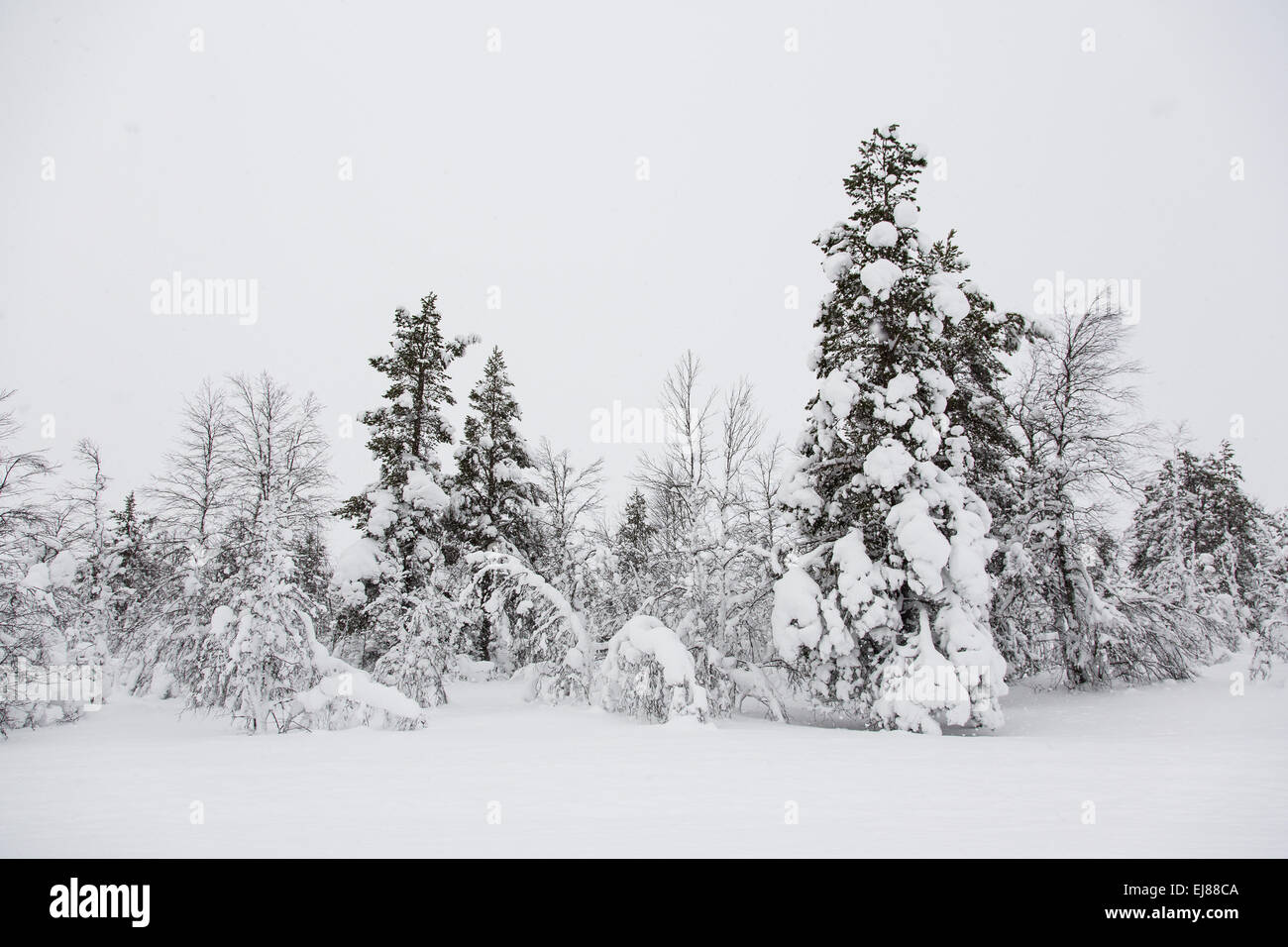 Finnish fairytale forest, Kittila, Finland Stock Photo - Alamy