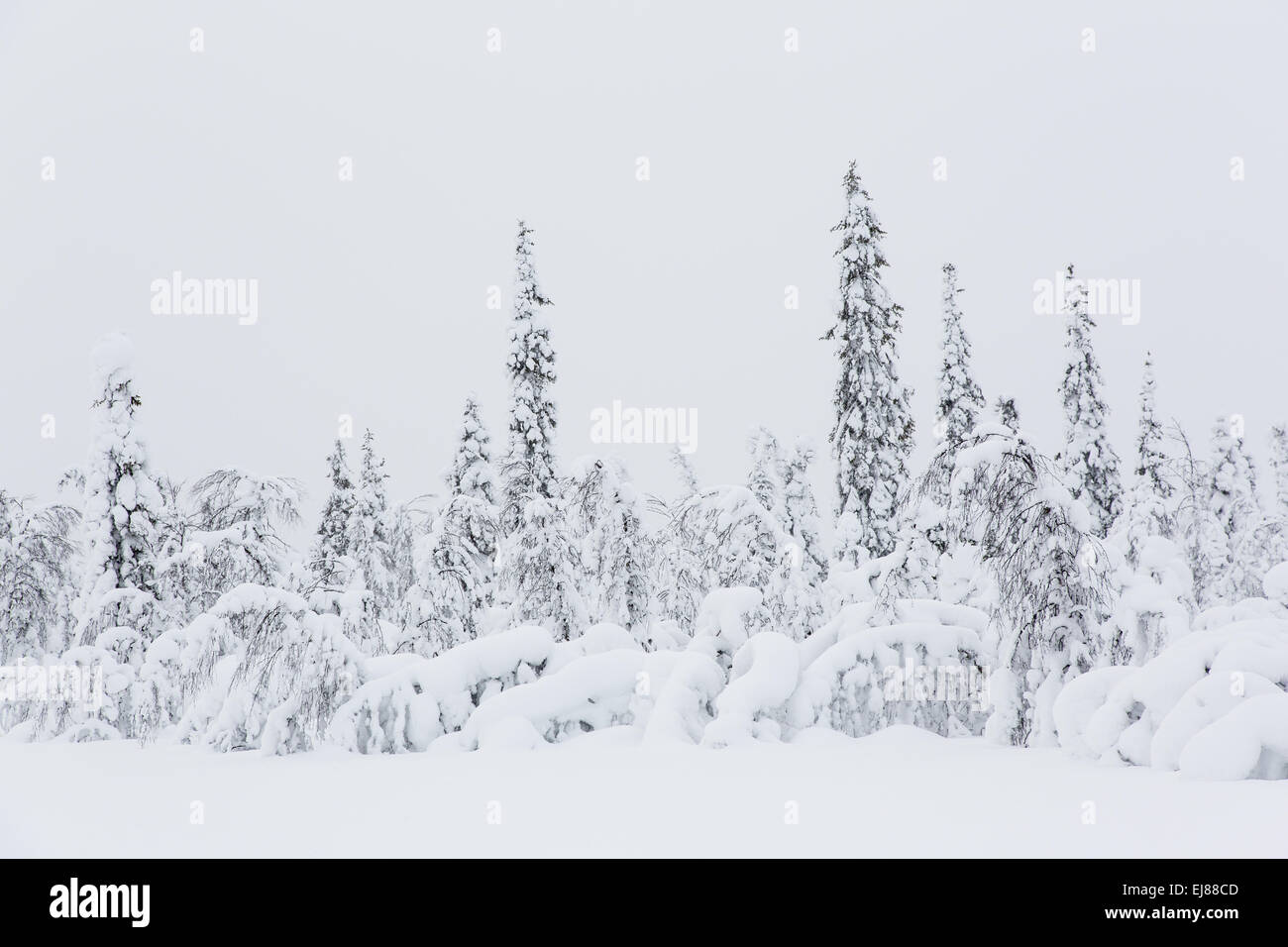 Finnish fairytale forest, Kittila, Finland Stock Photo - Alamy