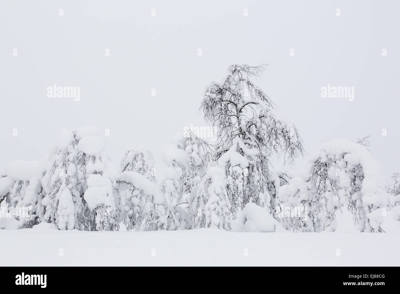 Finnish fairytale forest, Kittila, Finland Stock Photo - Alamy