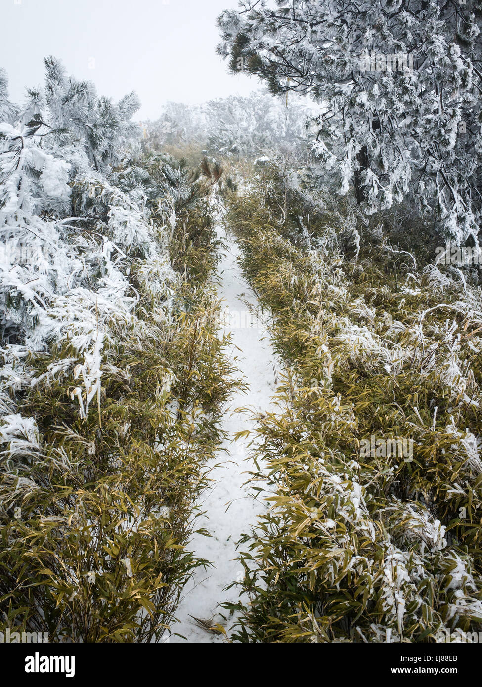 Bamboo forest in cold weather hi-res stock photography and images - Alamy