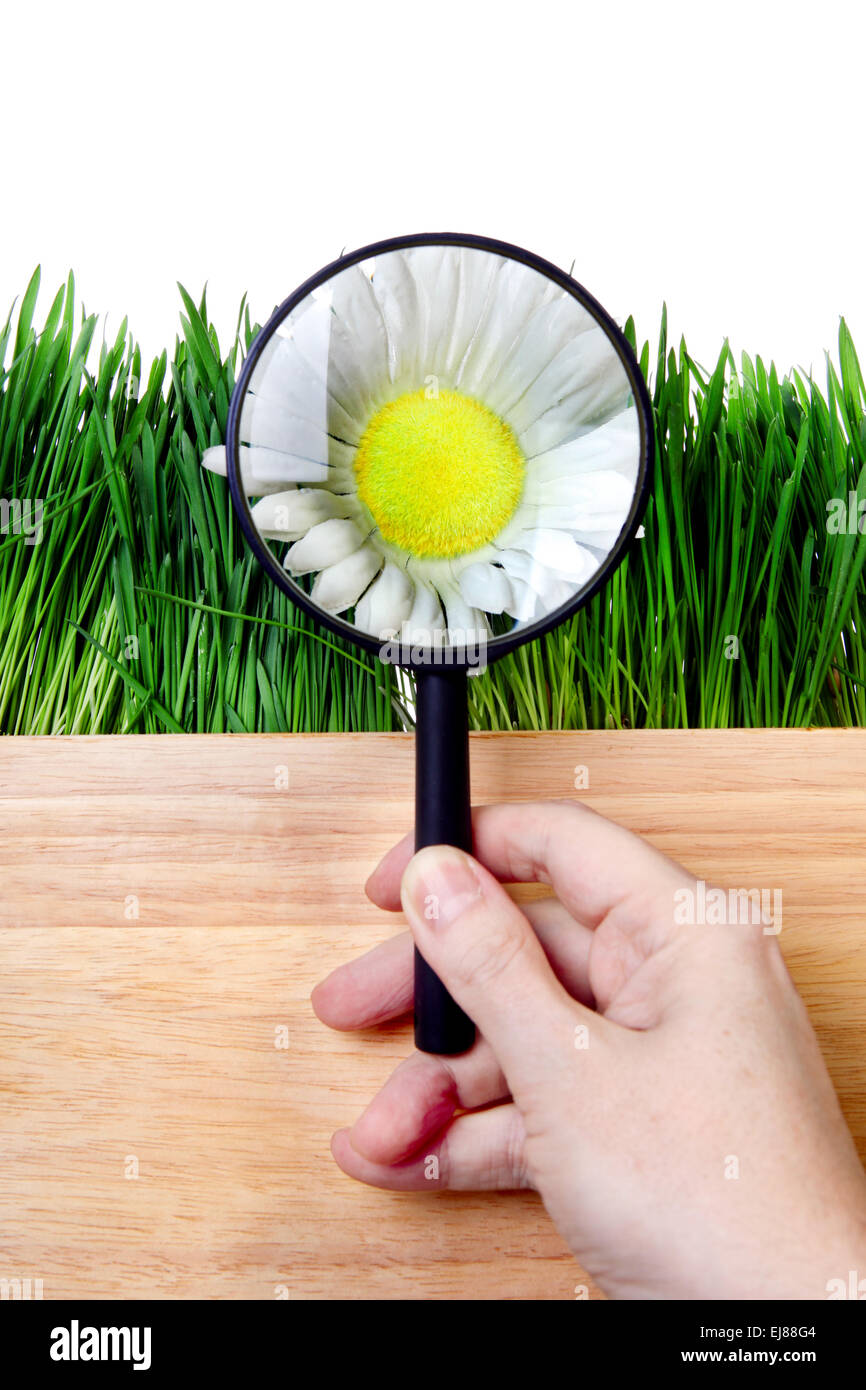 Loupe and Flower Stock Photo - Alamy