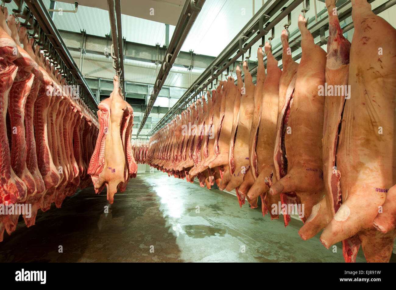 Pork factory conveyor belt hi-res stock photography and images - Alamy
