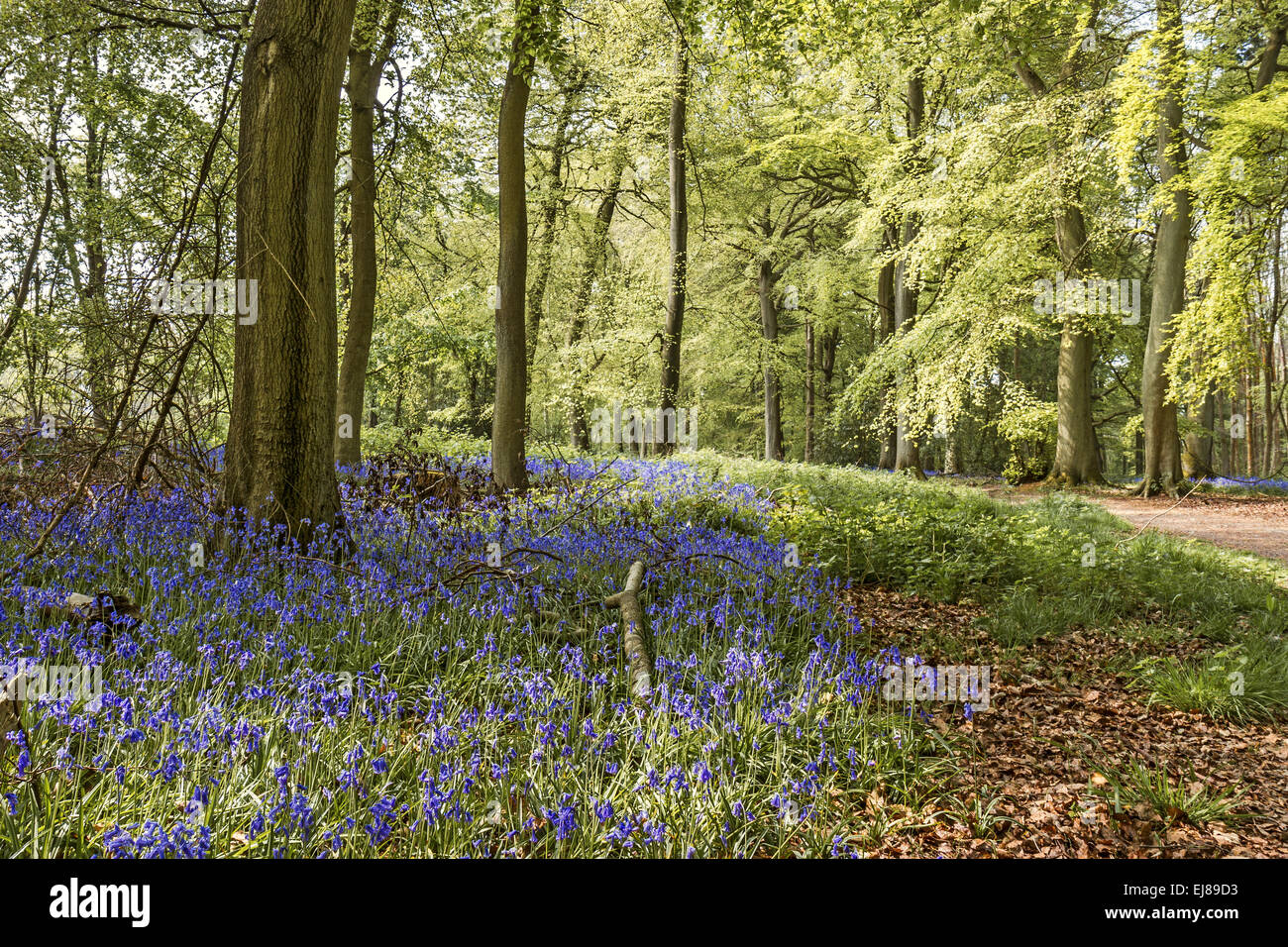 Spring In The Woodland berkshire UK Stock Photo - Alamy