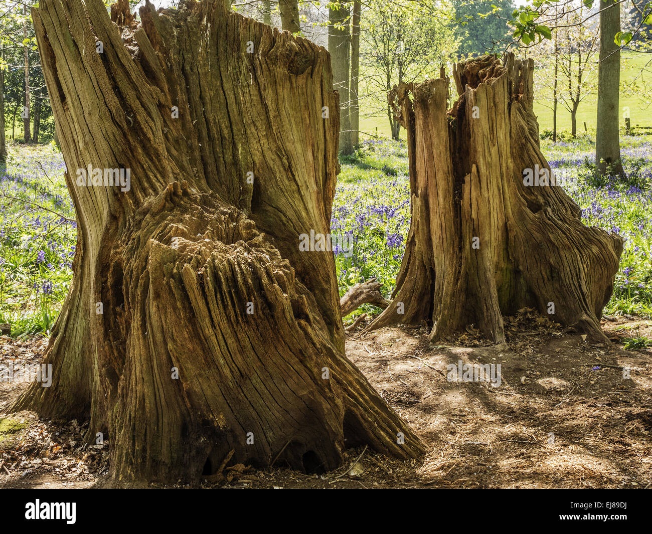 Dead Trees In The Woodland berkshire UK Stock Photo - Alamy