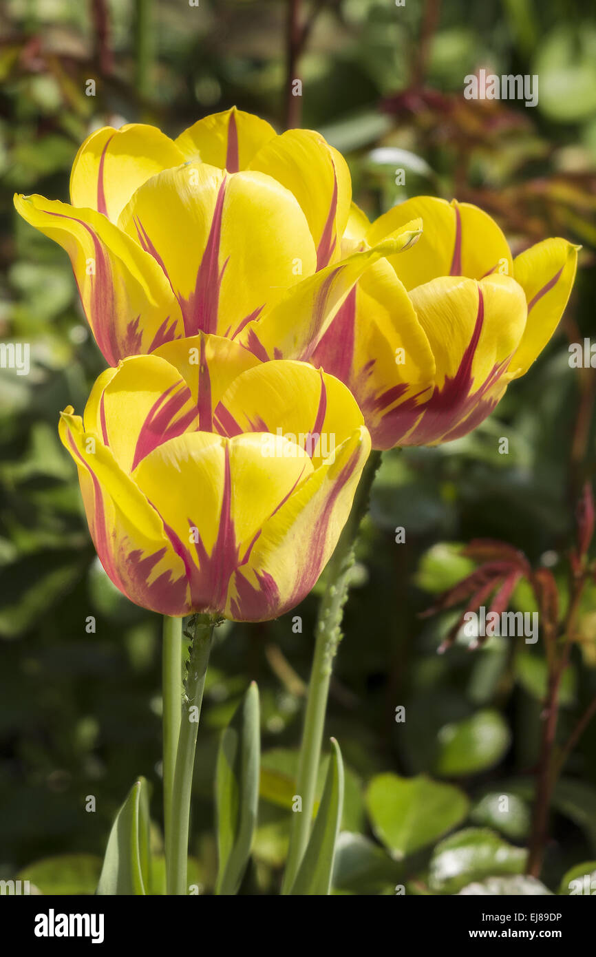 Two toned hi-res stock photography and images - Alamy