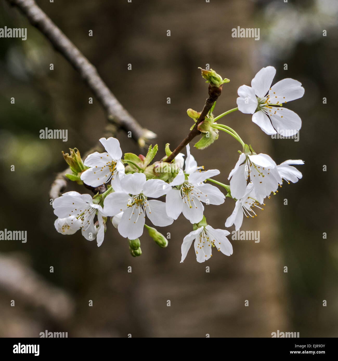 Wild cherry tree uk hi-res stock photography and images - Alamy
