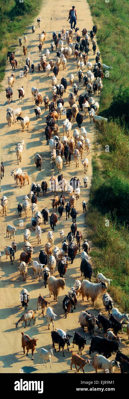Flock of goats Stock Photo - Alamy