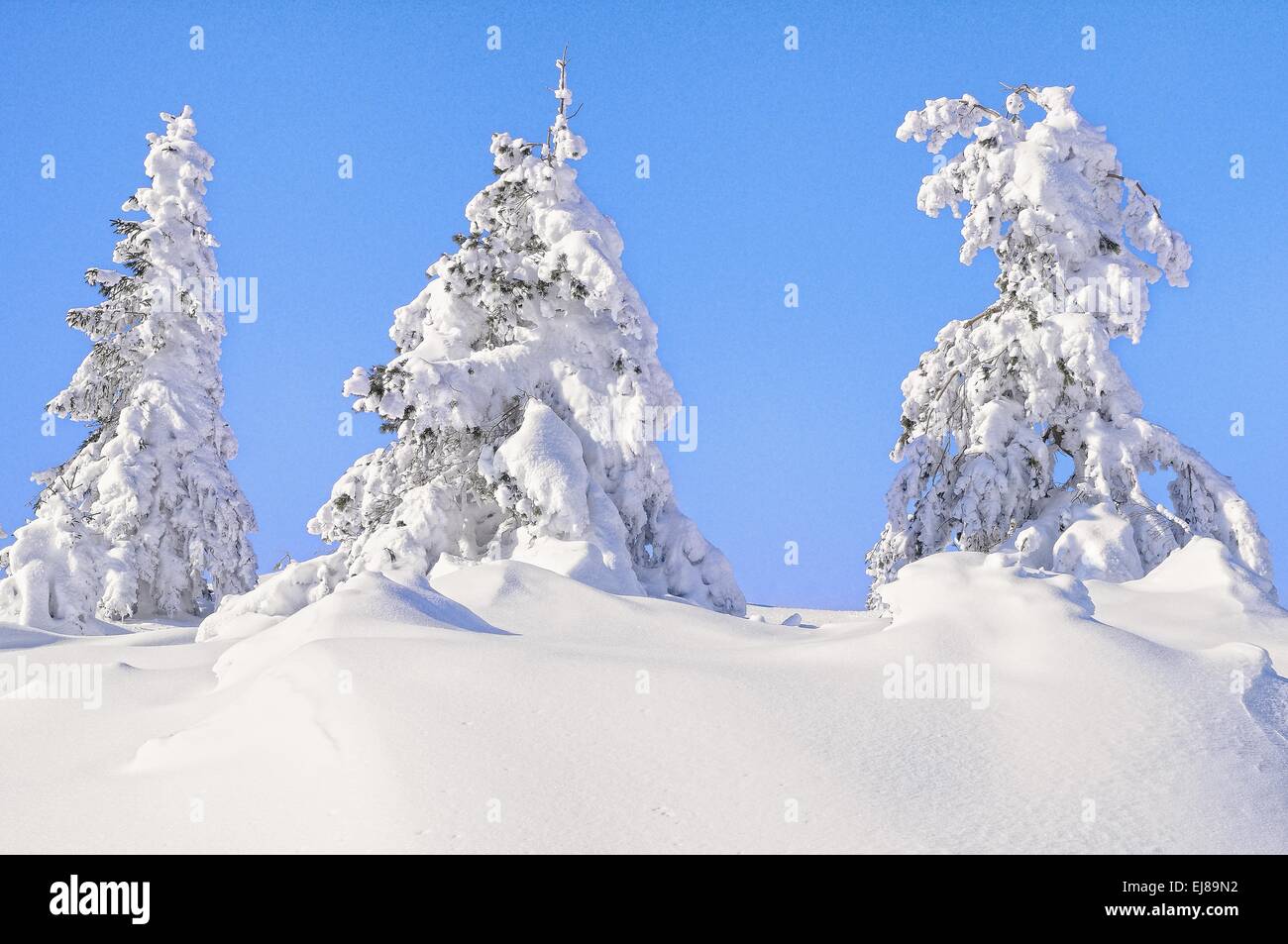 snow-covered three trees Stock Photo - Alamy