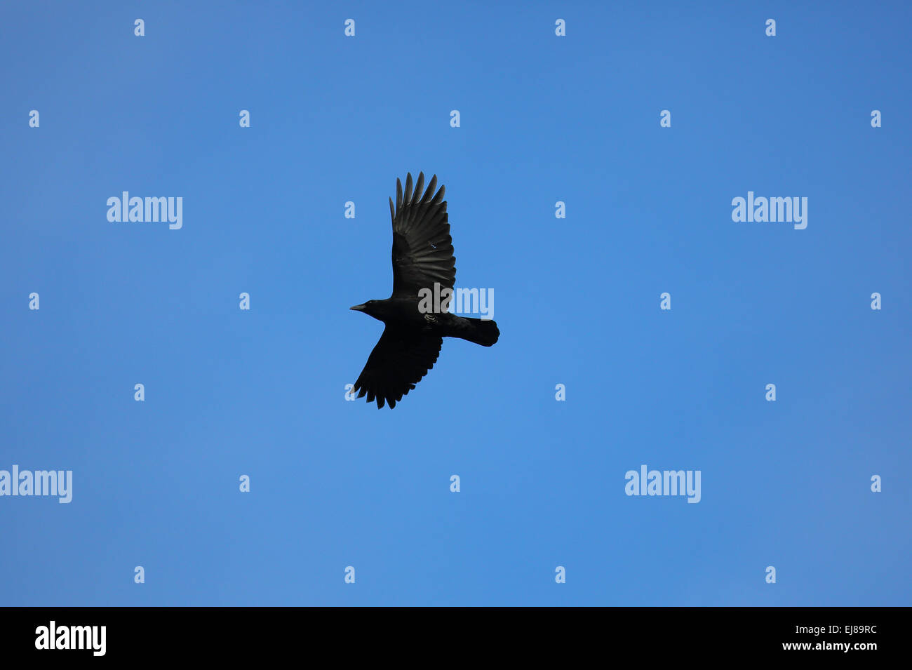 Seed crow in flight Stock Photo - Alamy