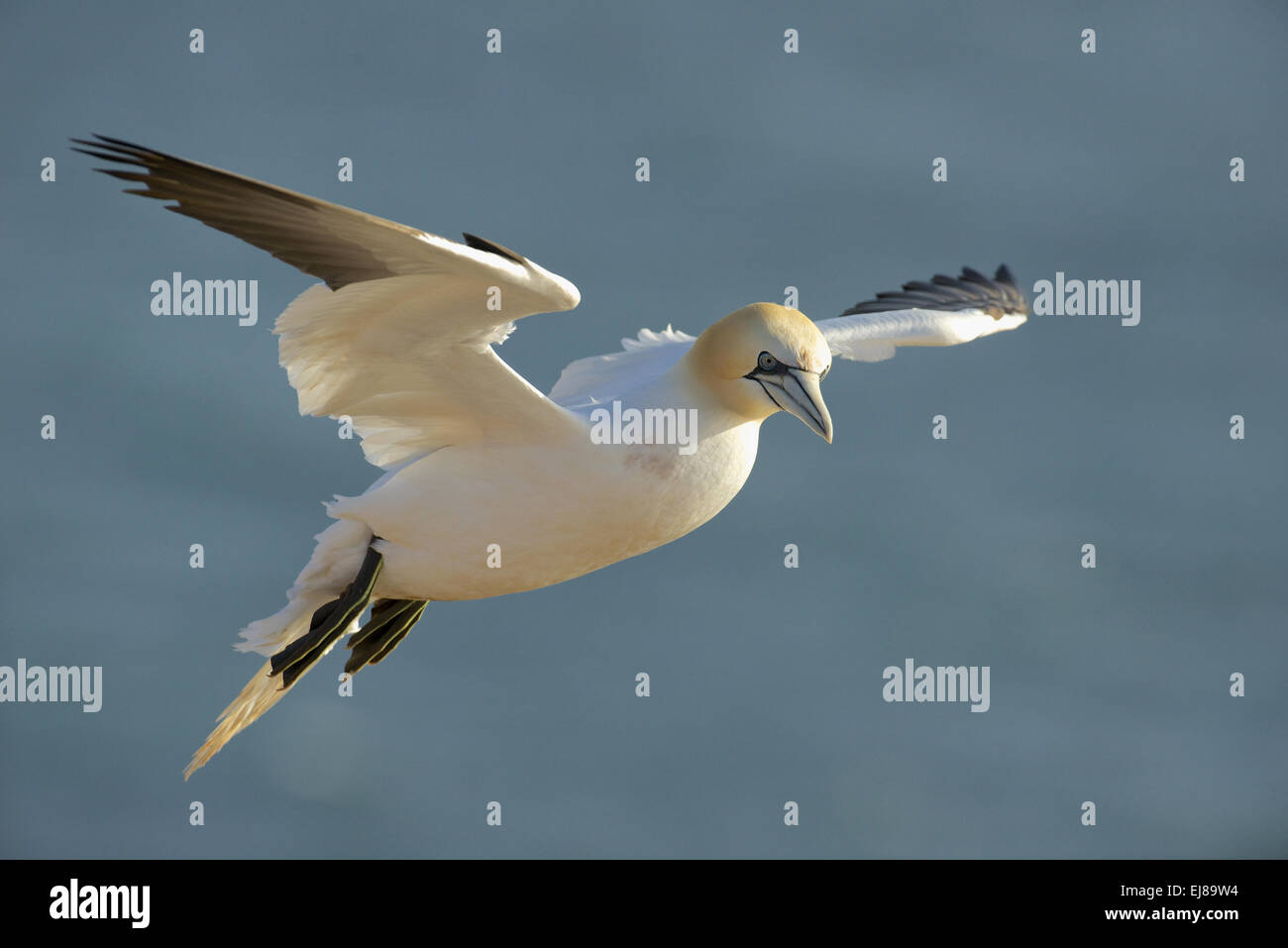 Jan van gent the northern gannet morus bassanus hi-res stock ...