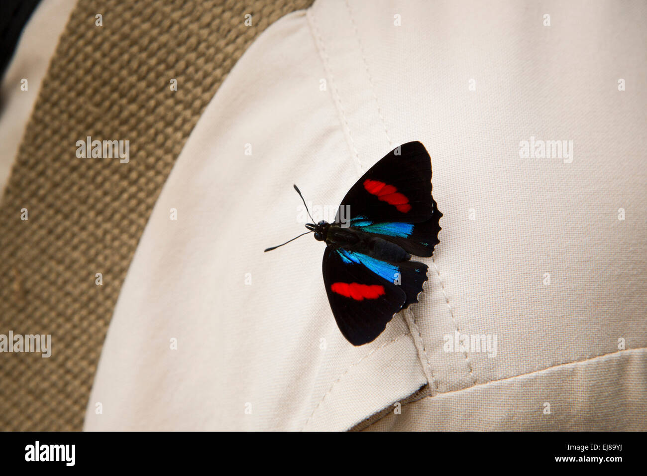 Eighty eight butterfly hi-res stock photography and images - Alamy