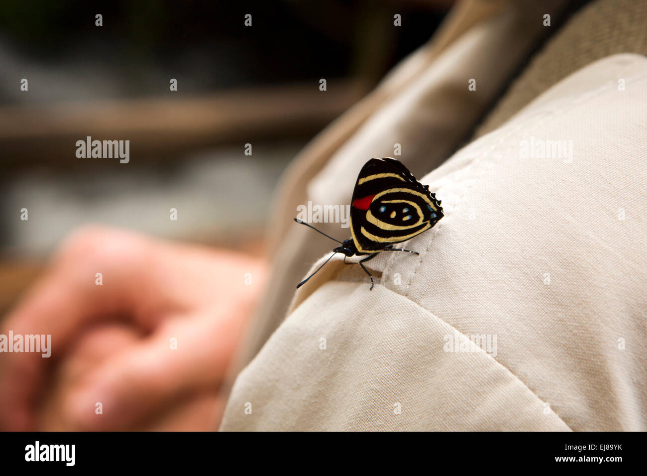 Eighty eight butterfly hi-res stock photography and images - Alamy