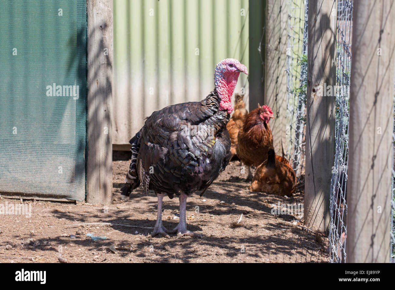 Domesticated bird hi-res stock photography and images - Alamy