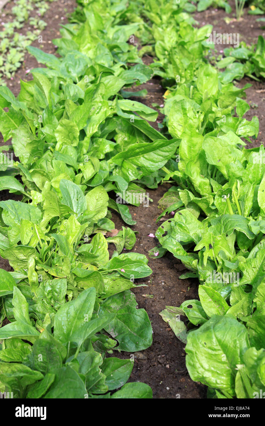 Spinacia oleracea blatt hi-res stock photography and images - Alamy