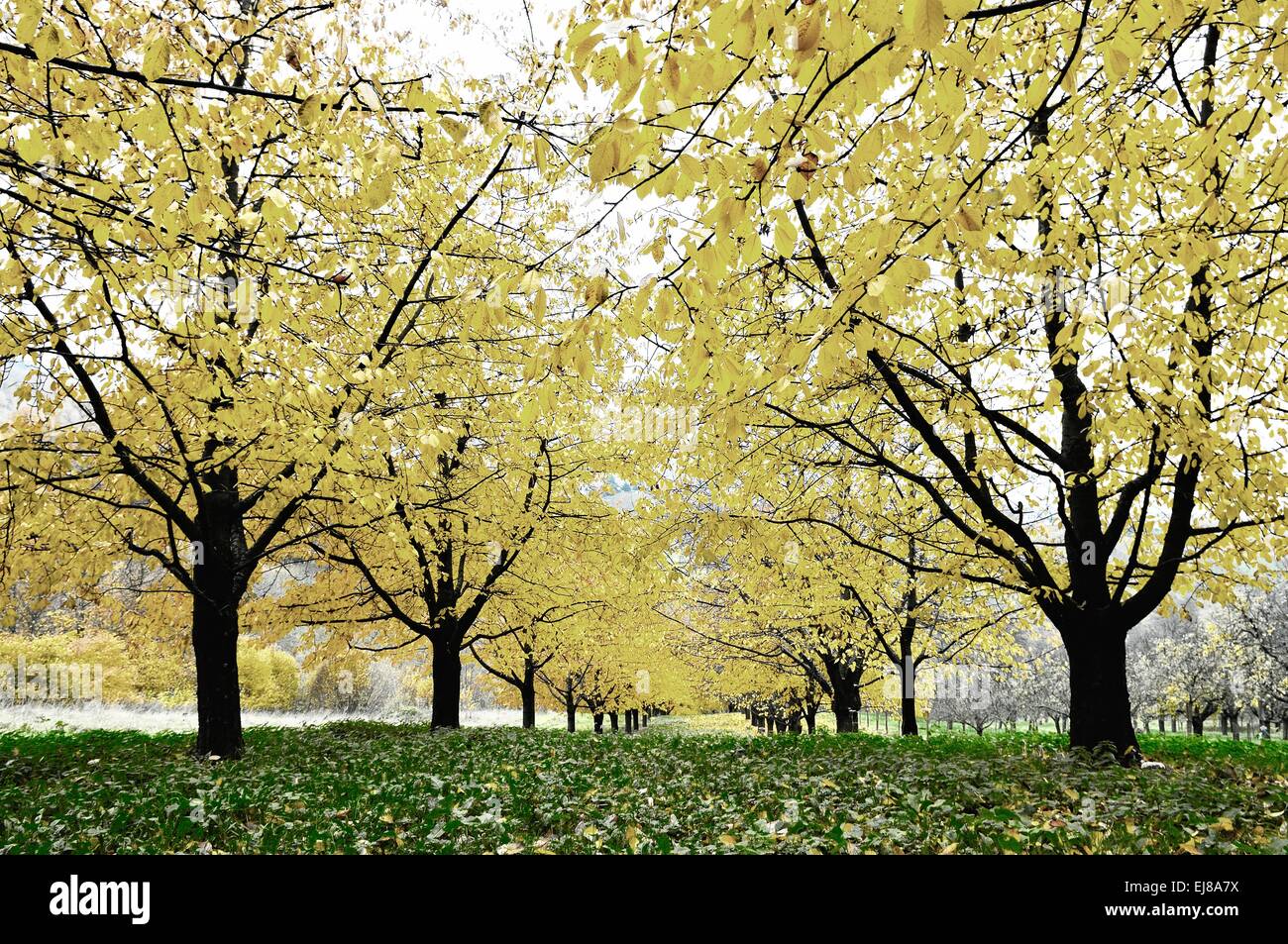 Colors change in the fall Stock Photo - Alamy