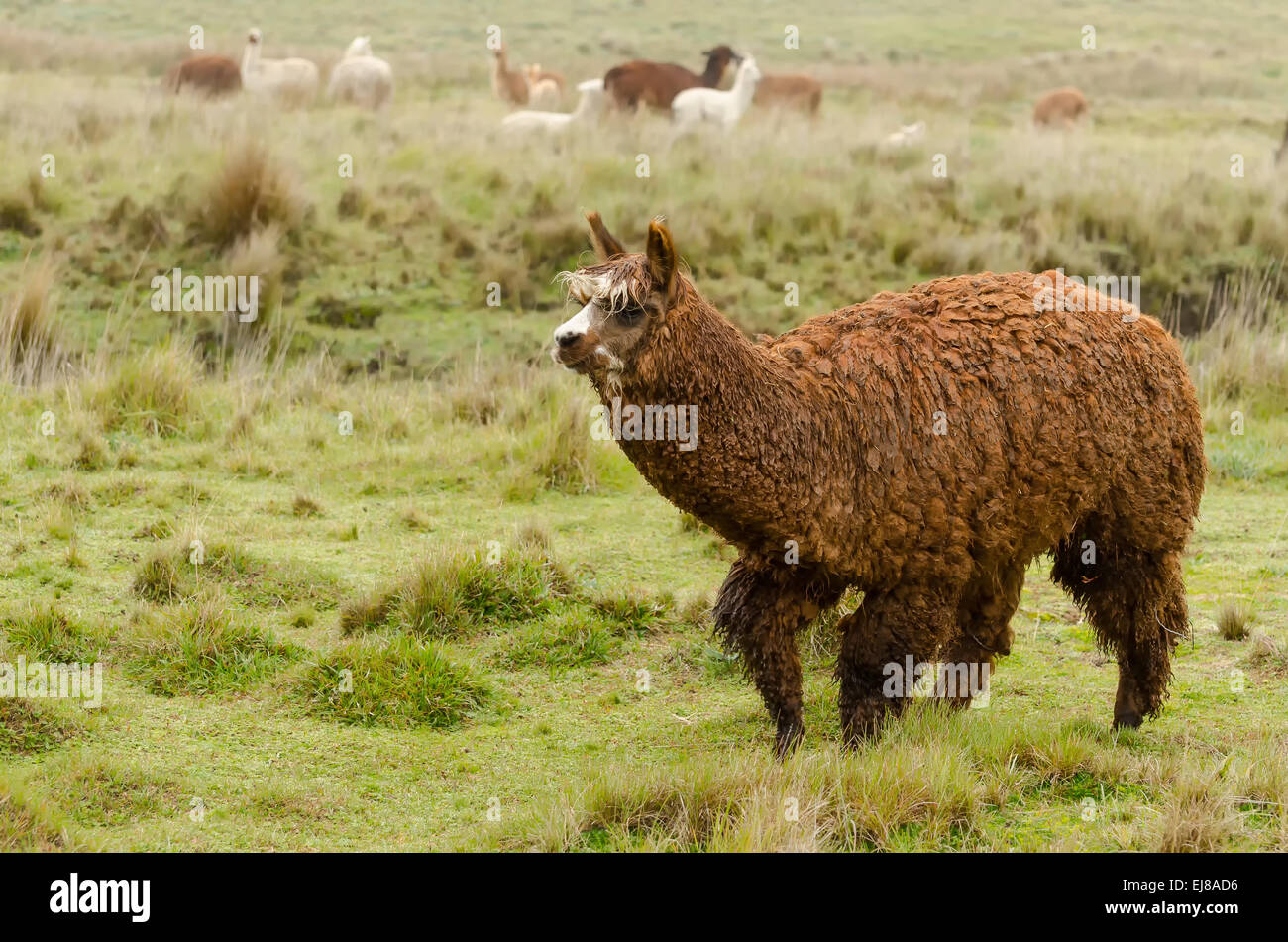 Lama spitting hi-res stock photography and images - Alamy