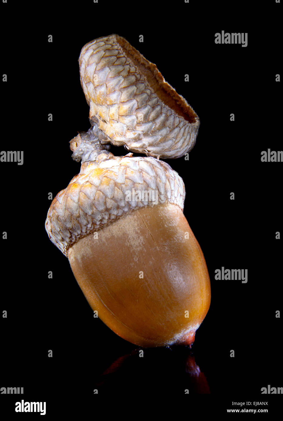 Oak acorn icon hi-res stock photography and images - Alamy