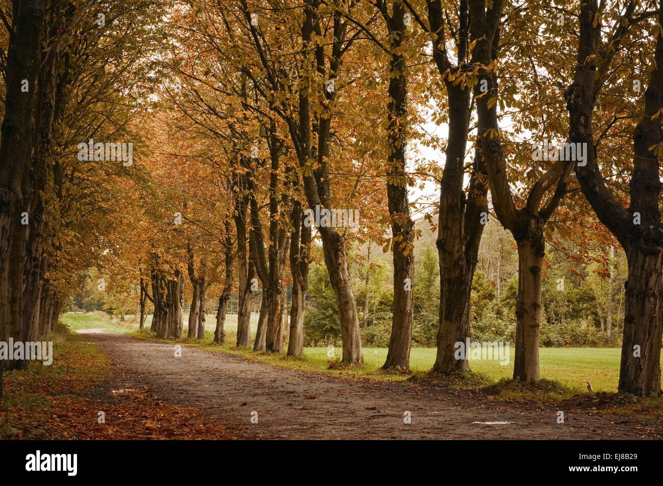 way for autumn Stock Photo - Alamy
