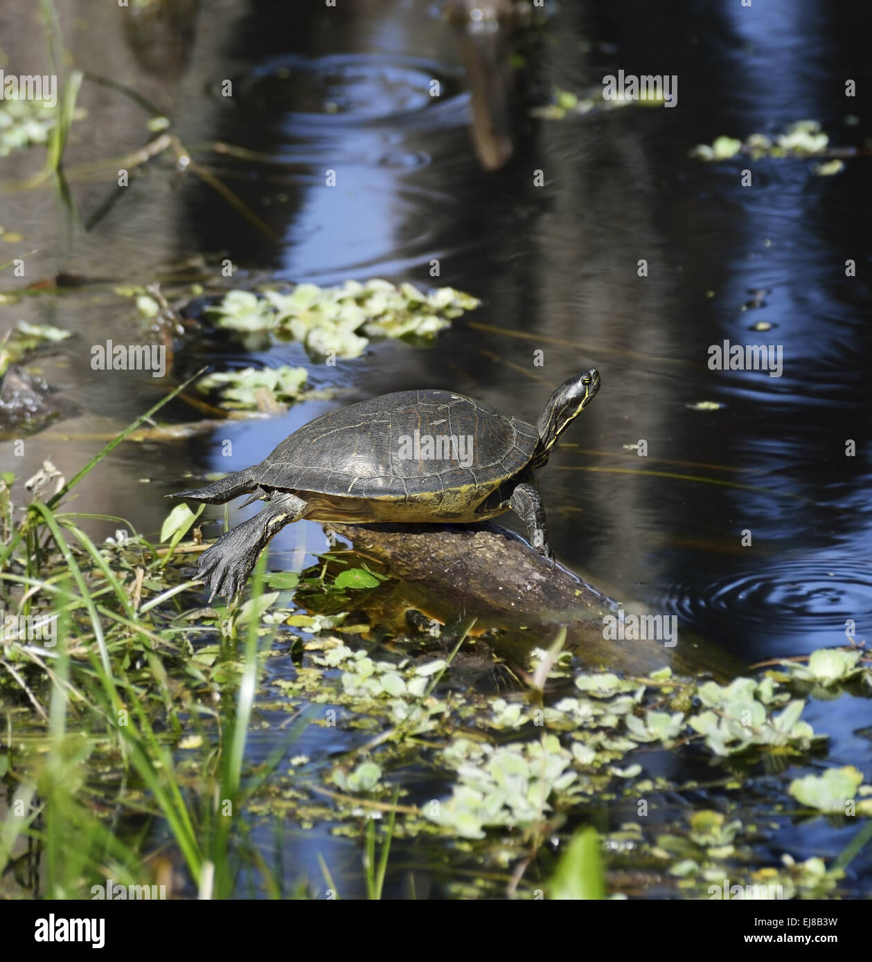 Lake turtle hi-res stock photography and images - Alamy