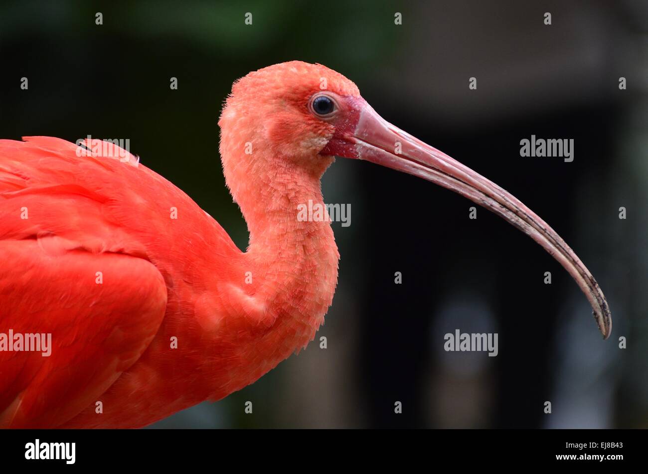 Pink Ibis Bird High Resolution Stock Photography and Images - Alamy