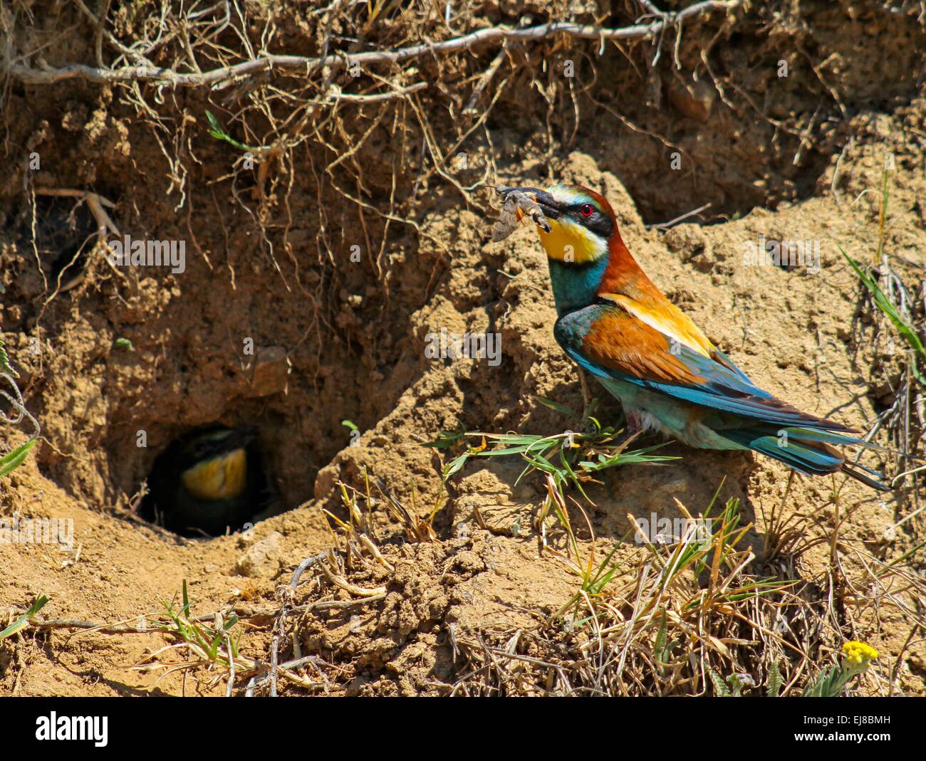 Colorful bee-eater next to its nest Stock Photo - Alamy