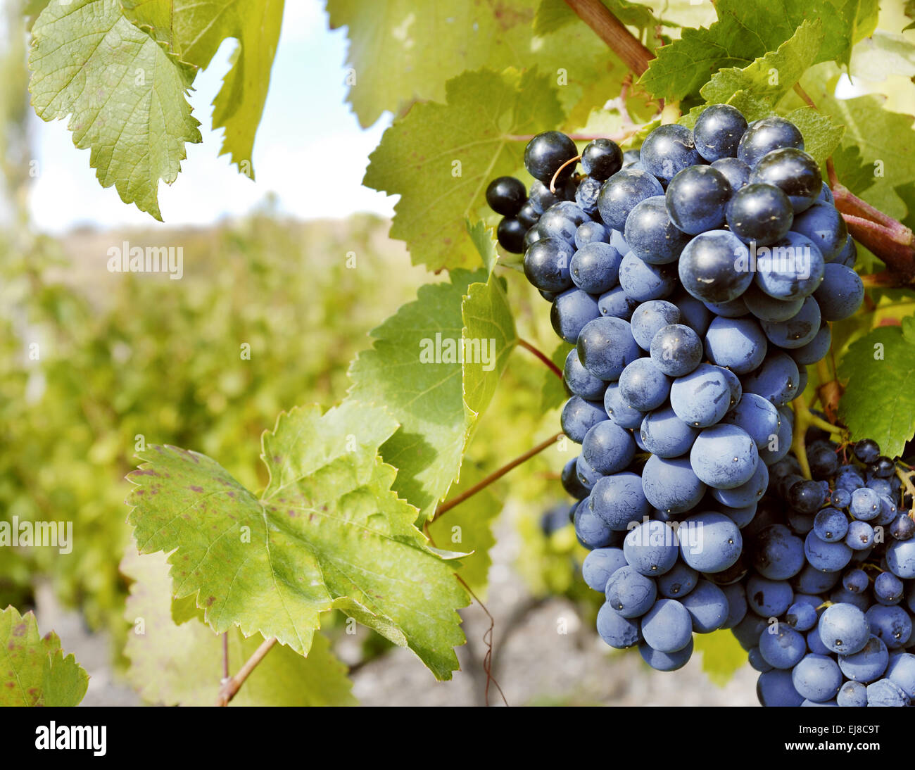 Sweet and tasty blue grape bunch Stock Photo - Alamy