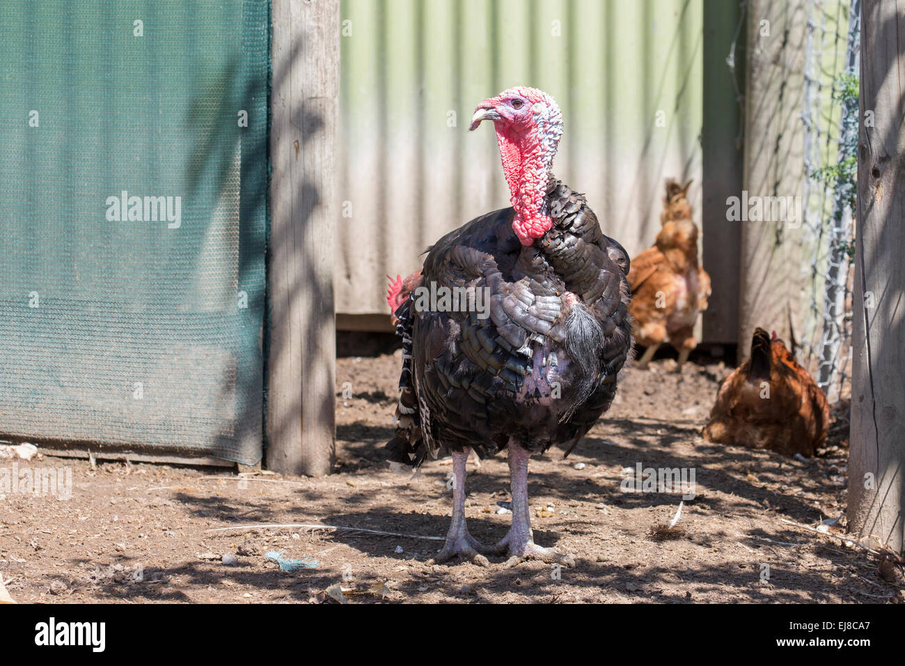 Domesticated turkey hi-res stock photography and images - Alamy