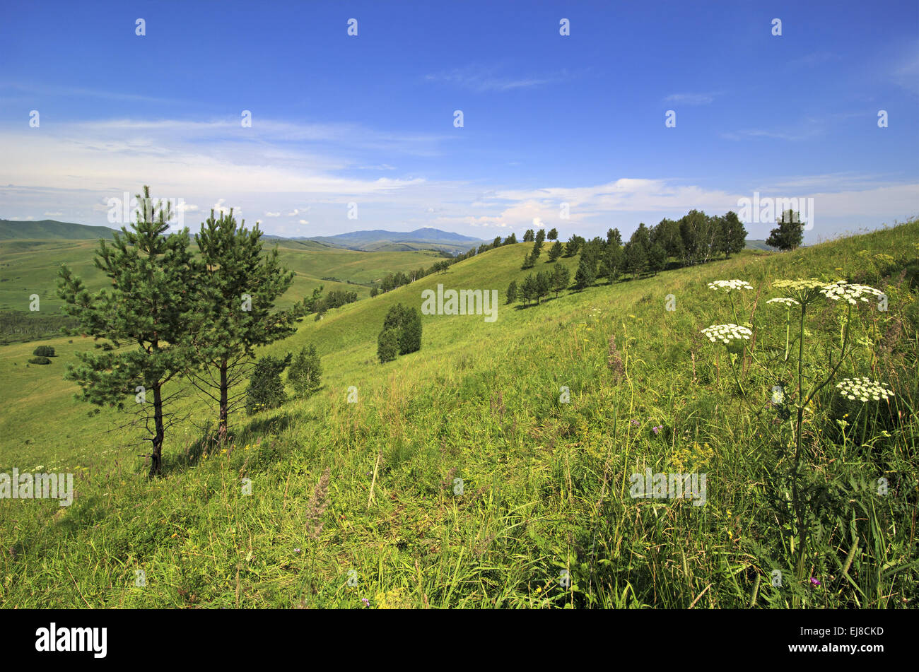 Beautiful two pine trees in the mountains Stock Photo - Alamy