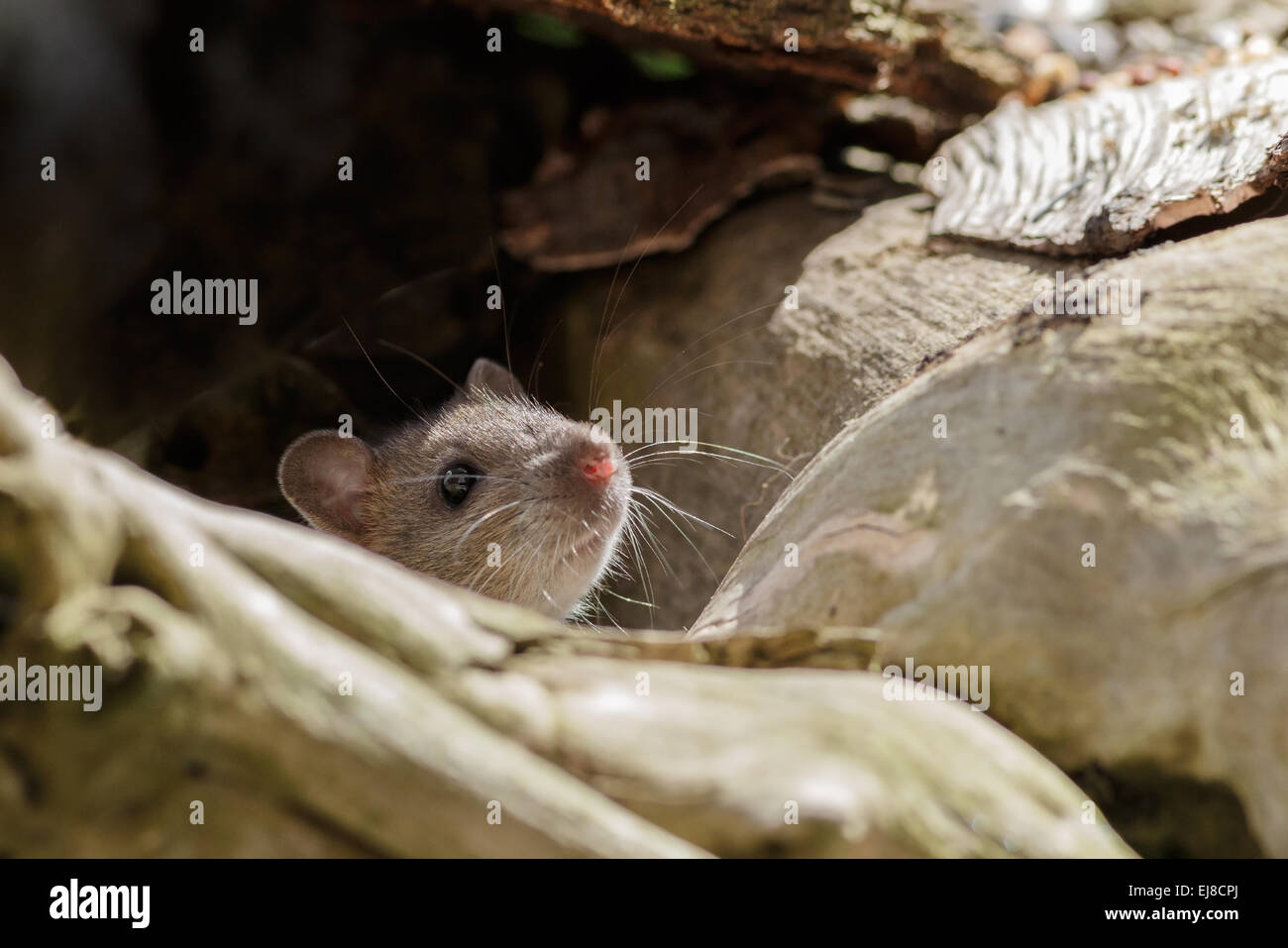 Mouse futtersuche hi-res stock photography and images - Alamy