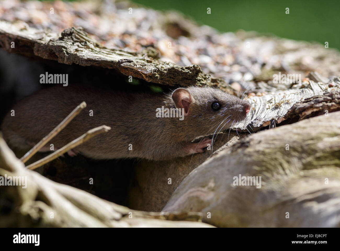 Mouse foraging hi-res stock photography and images - Alamy