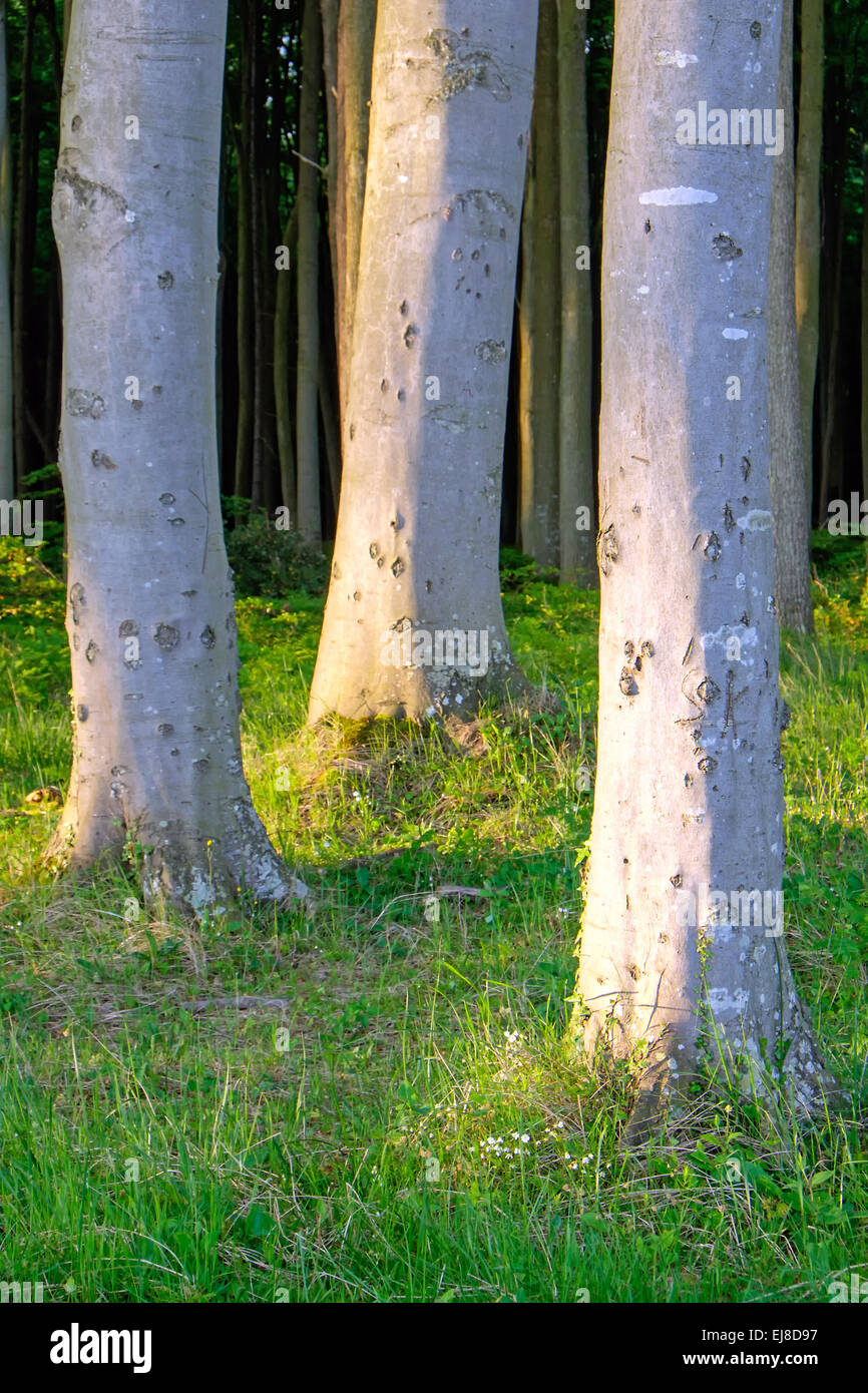 Detail of three tree trunks Stock Photo - Alamy